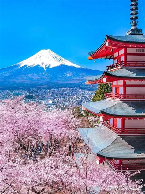 想看樱花不用等到3月，日本这些地方的樱花已经开放！小众赏樱地清单 知乎