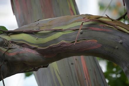 Mindanao Gum Tree Displays Colorful Streaks Editorial Stock Photo Stock Image Shutterstock