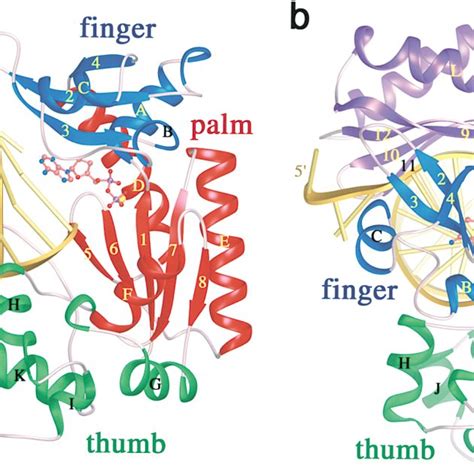 Crystal Structure Of The Dpo4 Ternary Complex Both The Protein And Dna