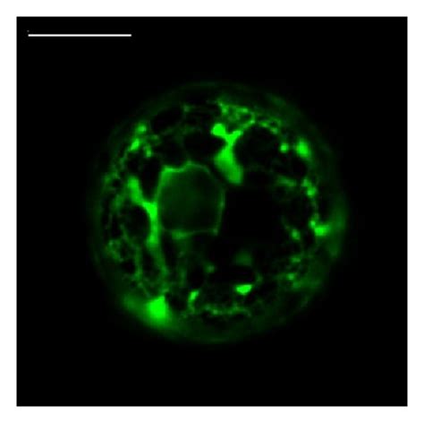 Subcellular Localization Of Atcsla2 Gfp Atcsla2 Gfp Transiently