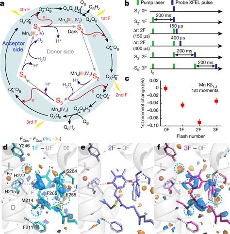 The Oxygen Evolving Cycle In Photosystem Ii A Relationship Between The Download Scientific