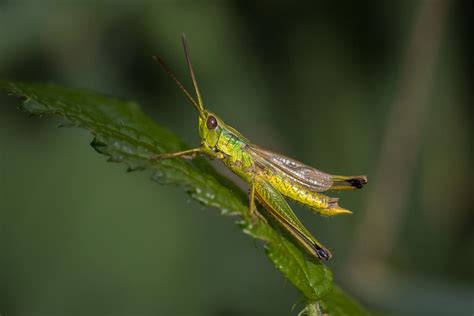 Large Gold Grasshopper By Davidveevers On Deviantart
