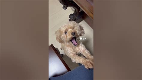 하품 전염시키고 도망가는 개 Youtube