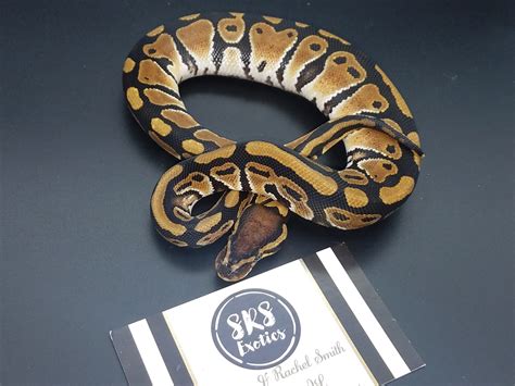 Het Sunset Ball Python By Srs Exotics Morphmarket