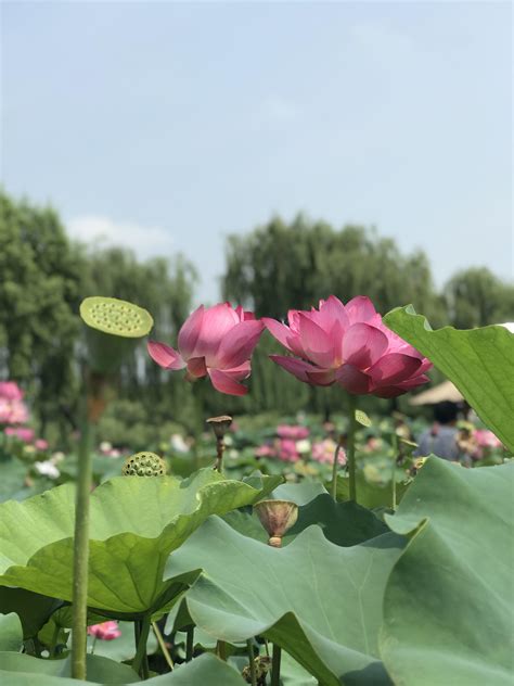 发展心理学——依恋的发展1 知乎