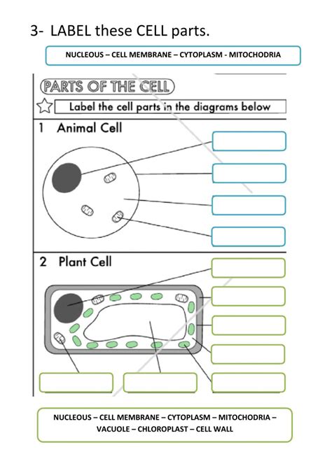 Cell Parts And Functions Matching Worksheet At Ronald True Blog