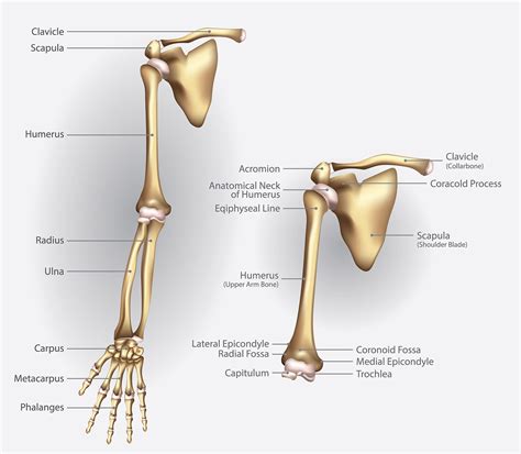 Upper Extremity Bone Anatomy A Comprehensive Guide For Medical