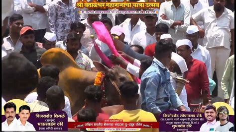 भारत केसरी ओम्या मावळ किंग ओम्या बैलाचा सन्मान समारंभ वरची भांबुरवाडी