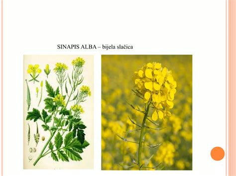 Familia Brassicaeae Ili Cruciferae Krstašice Pptx