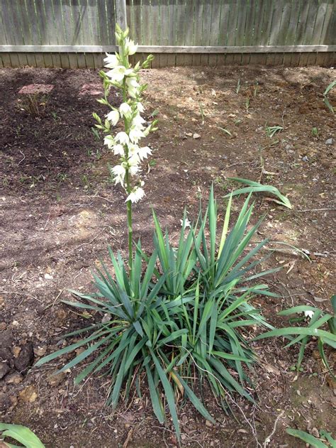 Adams Needle Yucca Plant Plant Ideas