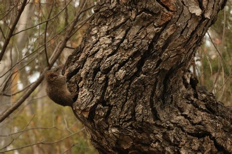 Yellow Footed Antechinus Canberradigest