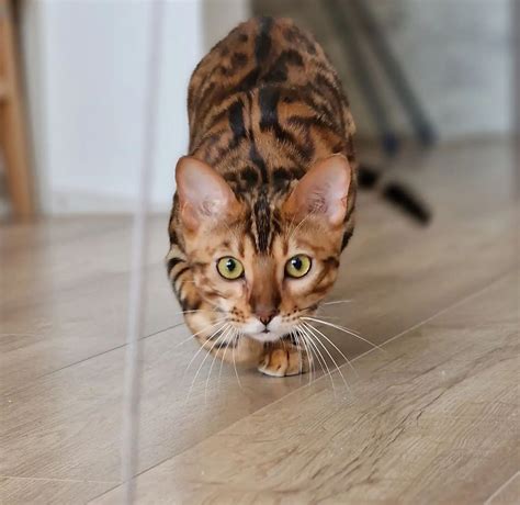 Gato Bengalí Historia Características Y Curiosidades
