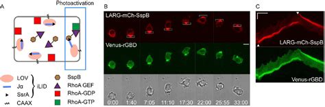 Ameboidal Type Cell Migration Semantic Scholar