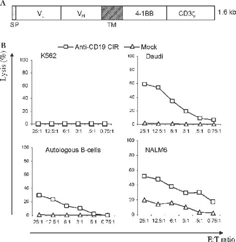 Cytotoxicity Of Ctls Transfected With Anti Cd19 Cir Mrna Against Cd19 þ