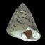 TROCHIDAE ニシキウズガイ科