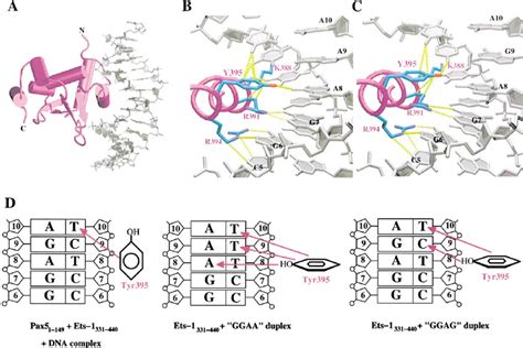 Details Of Ets 1bound To Two Different Dna Sequences And The Difference