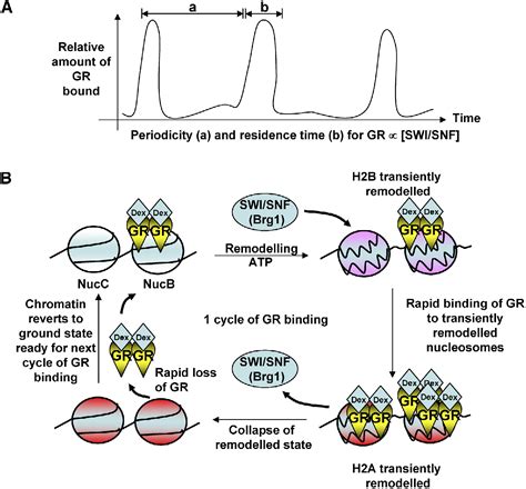 The Dynamics Of Chromatin Remodeling At Promoters Molecular Cell