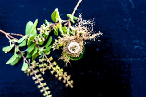 Ayuvedic 허브 거룩한 바 실 또는 Tulsi 많은 Ayuvedic 의약품 및 동종 요법에 사용 되는 나무 표면에 투명 한