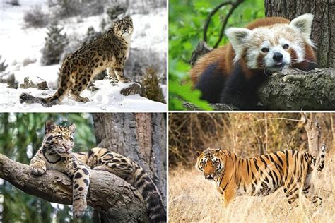 7 Must Visit Wildlife National Parks In Bhutan