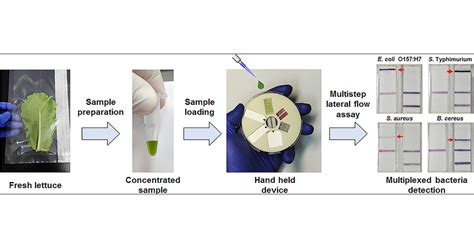 Multiplexed Detection Of Foodborne Pathogens From Contaminated Lettuces Using A Handheld