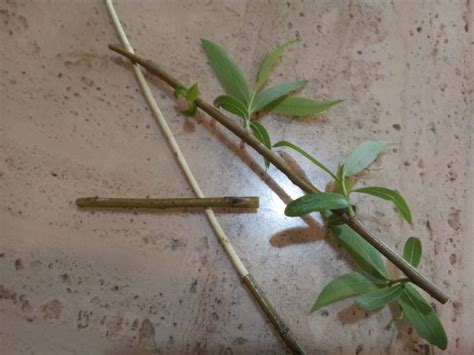 버드나무로 만든 버들피리 호드기 네이버 블로그