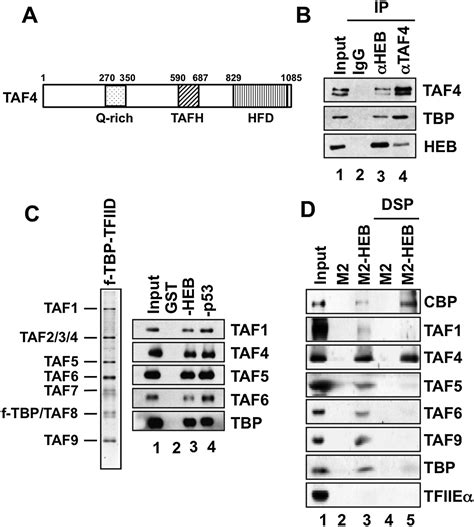 A Taf4 Coactivator Function For E Proteins That Involves Enhanced Tfiid