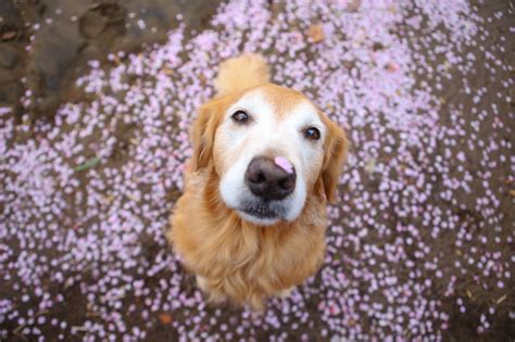【課程】f08老年犬長照護理 汪瑞玲 小白故事 幼犬貓買賣知識分享 合法寵物店
