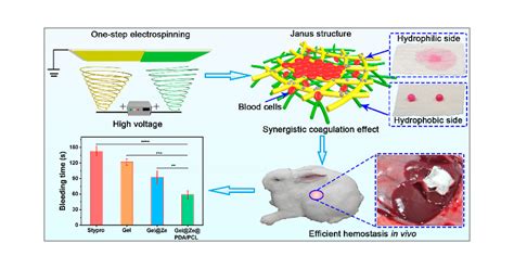 One Step Preparation Of Antibacterial Gelatinpolycaprolactone Nanofibrous Janus Membranes For