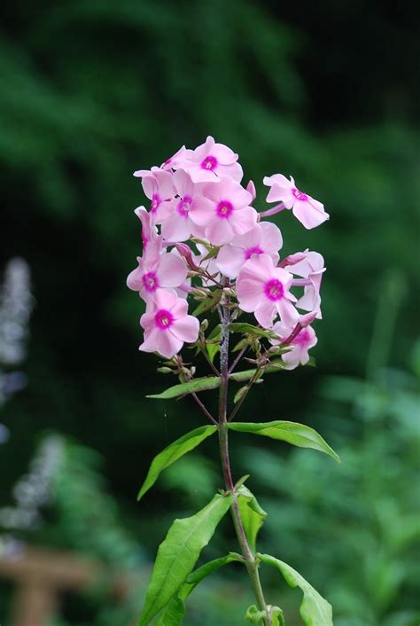 夏の花 10クサキョウチクトウ 山想花sansoukaブログ