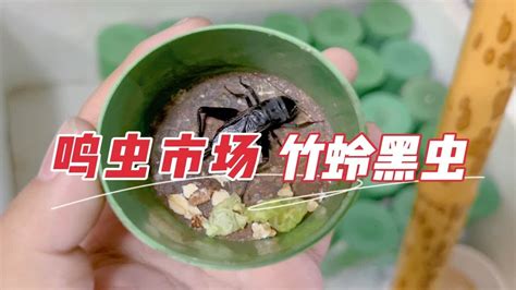 石家庄花鸟鱼虫市场的鸣虫等级分明，竹蛉、黑虫都好几档 Youtube