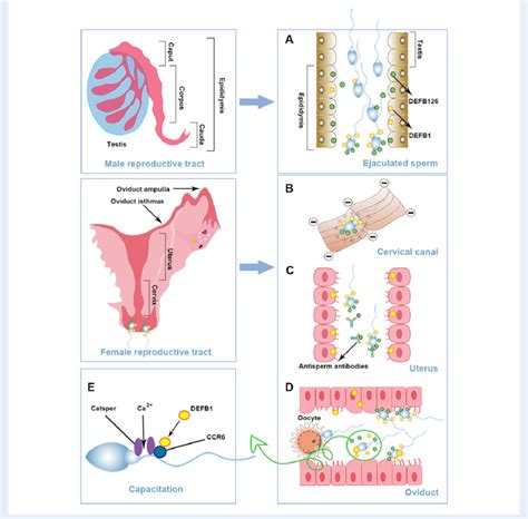 The Role Of Defensins In Human Reproduction Defensins Are Widely