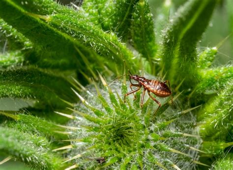 Premium Photo Ant Damsel Bug