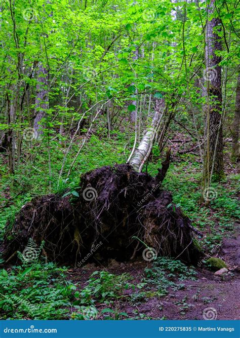 Old Fallen Tree Trunk Stomp In Wild Forest Stock Image Image Of
