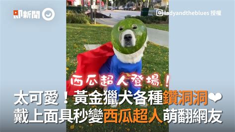 太可愛！黃金獵犬各種鑽洞洞 戴上面具秒變西瓜超人萌翻網友│寵物│狗狗│黃金獵犬│pet│ Youtube