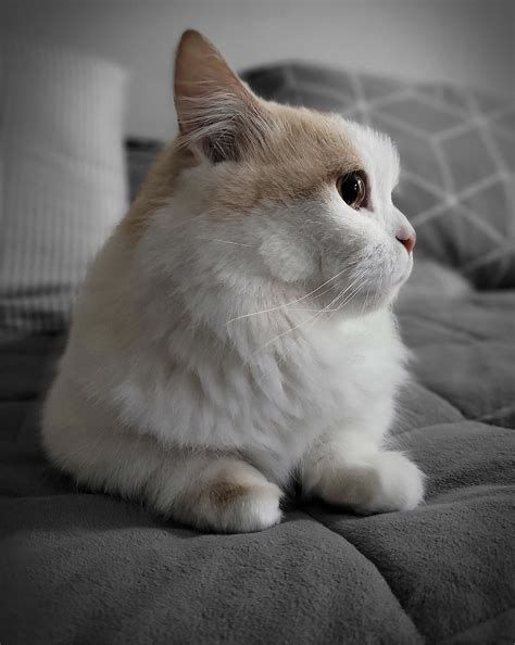Kucing Lucu Sedunia