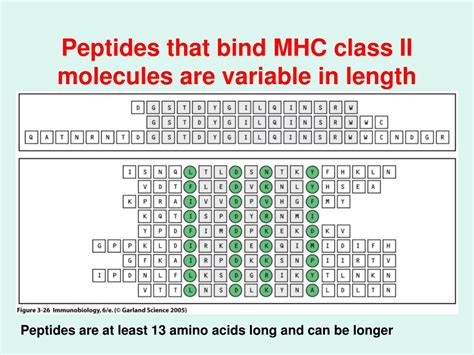 Ppt Immunology 146474 Powerpoint Presentation Free Download Id676215