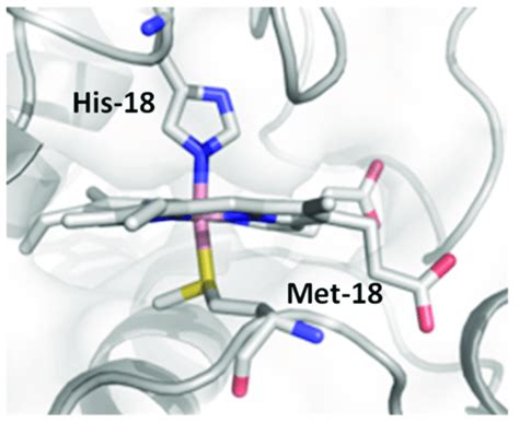 Crystal Structure Of Co Cyt C Active Site Pdb 1lfm Highlighted