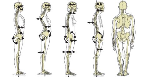Identifying And Working With Common Postural Deviations Yoga Anatomy
