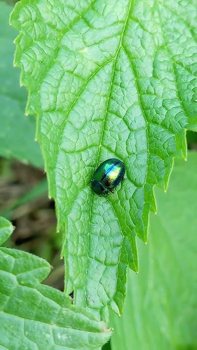 მწვანე ხოჭო Beetle Nature Caucasus Wildlife Wildnature Trevel Youtube