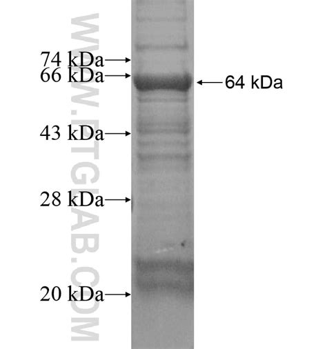 Tg Fusion Protein Ag16343 Proteintech