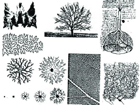 Biological Structures With Fractal Shapes An Ammonoid Septa A Tree A Download Scientific