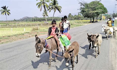 குமரி மாவட்டத்தில் கழுதை பாலுக்கு கடும் கிராக்கி ஒரு சங்கு ரூ100 க்கு