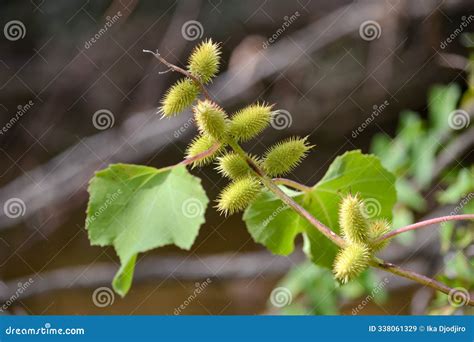Xanthium Strumarium Stock Image Image Of Branch Flower 338061329
