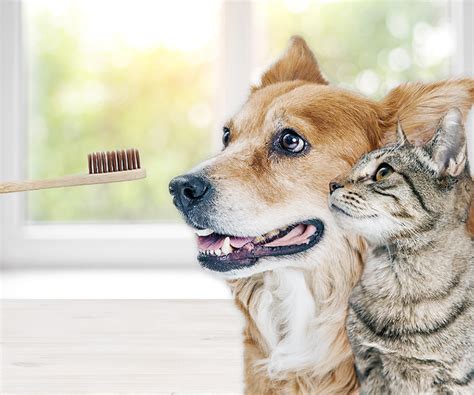 Pet Dental Health Tips For Healthy Chompers Hartz