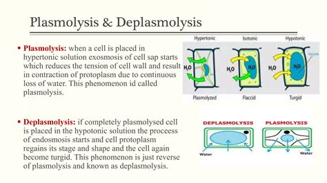 Dpd Water Potential Plasmolyses And Imbibition Pptx