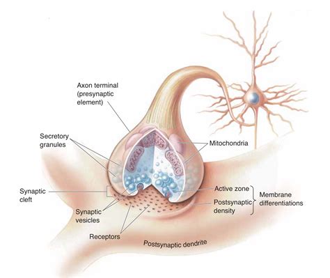 Chemical Synapse
