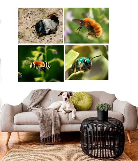 Nuestro Fundador Vende Pósters Fundación Abejas De Chile Facebook