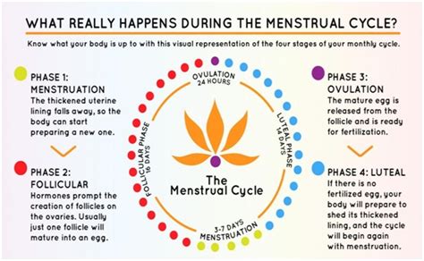 Menstrual Cycle Phases And Symptoms