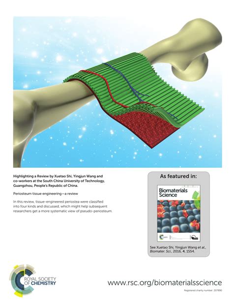 Pdf Periosteum Tissue Engineering—a Review