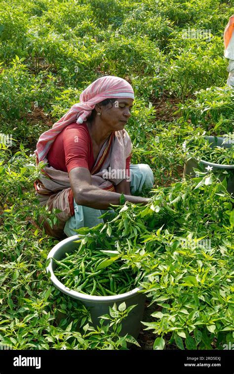 Harvesting Green Chilli Capsicum Frutescens Field In Oddanchatram